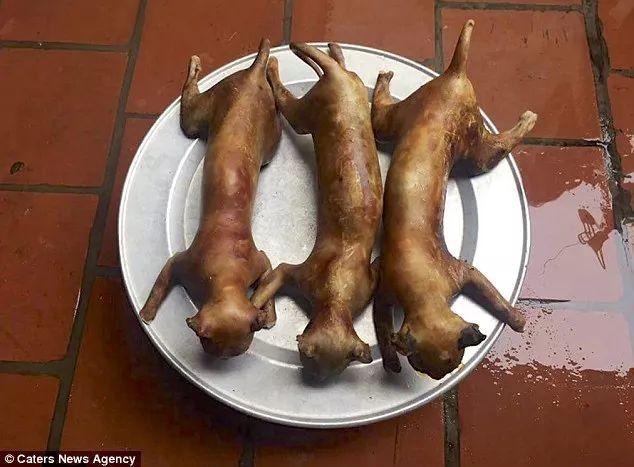 剥了皮的猫的图片剥橘子图片大片猫皮藓图片大山谷图库