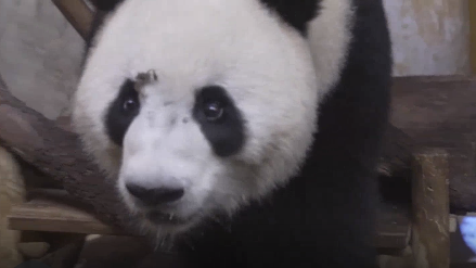 大熊猫“金喜”和“茱萸”抵达西班牙 开启十年旅居生活_北京时间