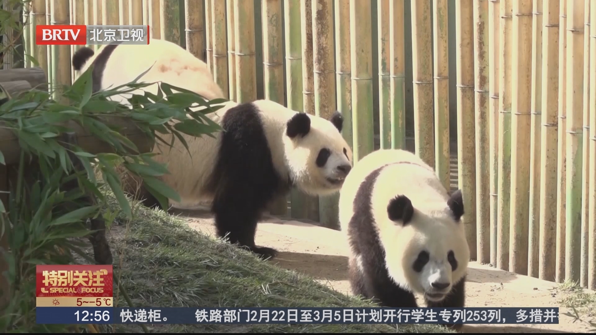 西班牙马德里动物园举办大熊猫欢送仪式_北京时间