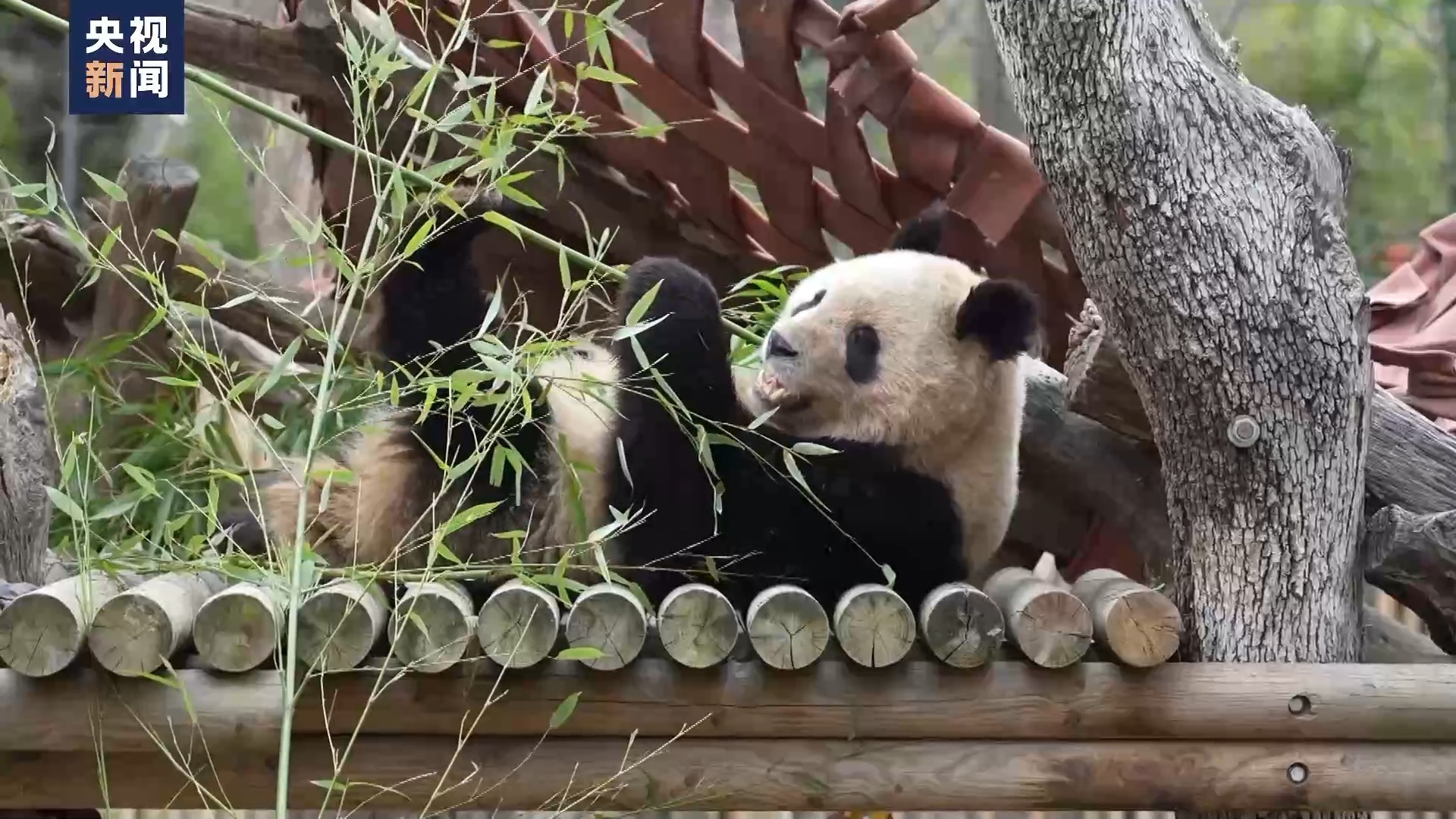 西班牙马德里动物园举办大熊猫欢送仪式_北京时间